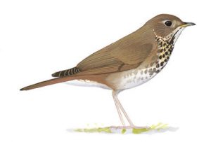 The Bicknell Thrush endangered – The Bicknell Family